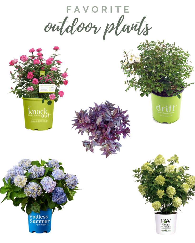 6 of my Favorite Plants for Outside